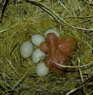 Gli inseparabili :: Inseparabile pullo